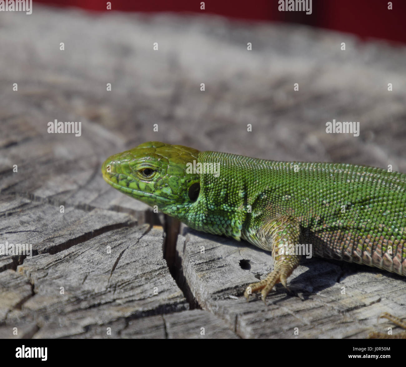 An ordinary quick green lizard. Lizard on the cut of a tree stump. Sand ...