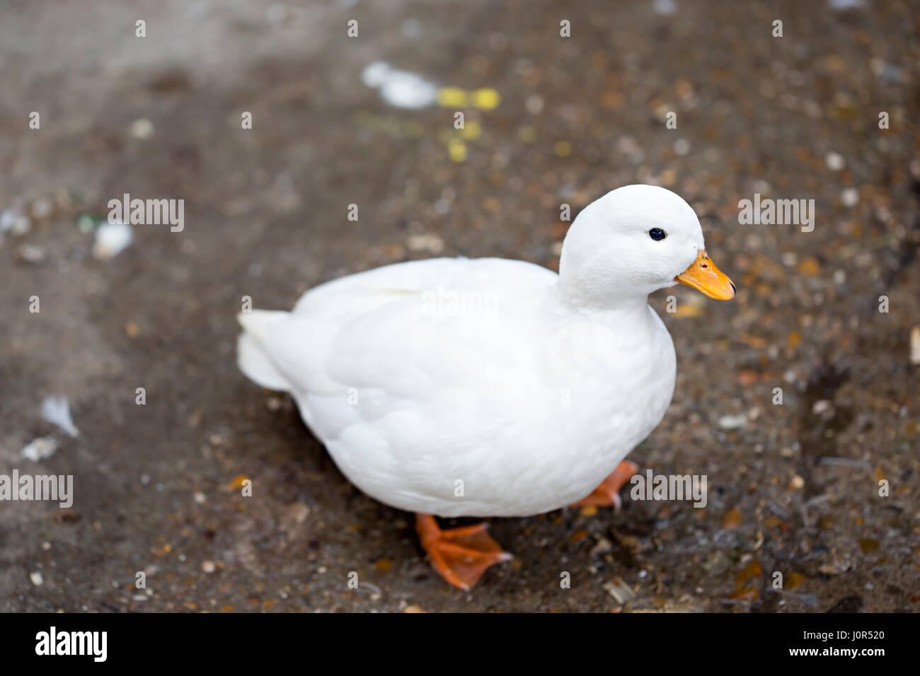 Small white duck on the farm Stock Photo - Alamy