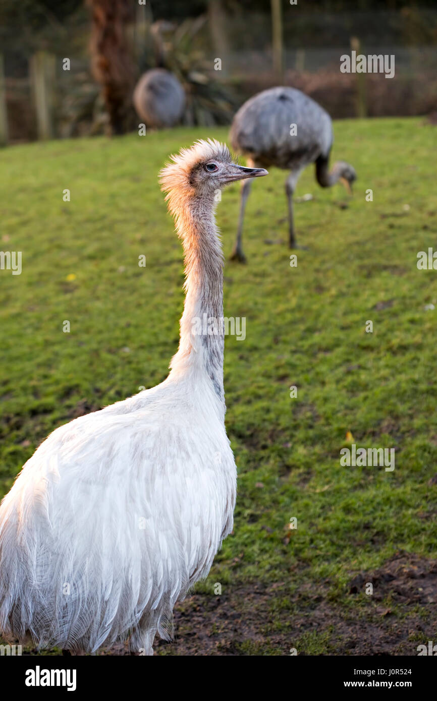White emu on the farm Stock Photo - Alamy