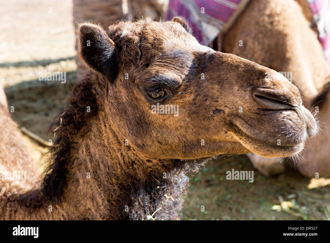 Brown camel profile head Stock Photo - Alamy