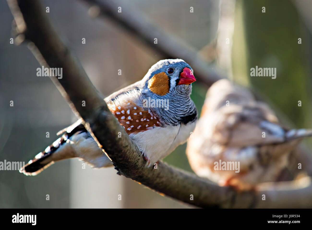 Zebra finch bird sitting hi-res stock photography and images - Alamy