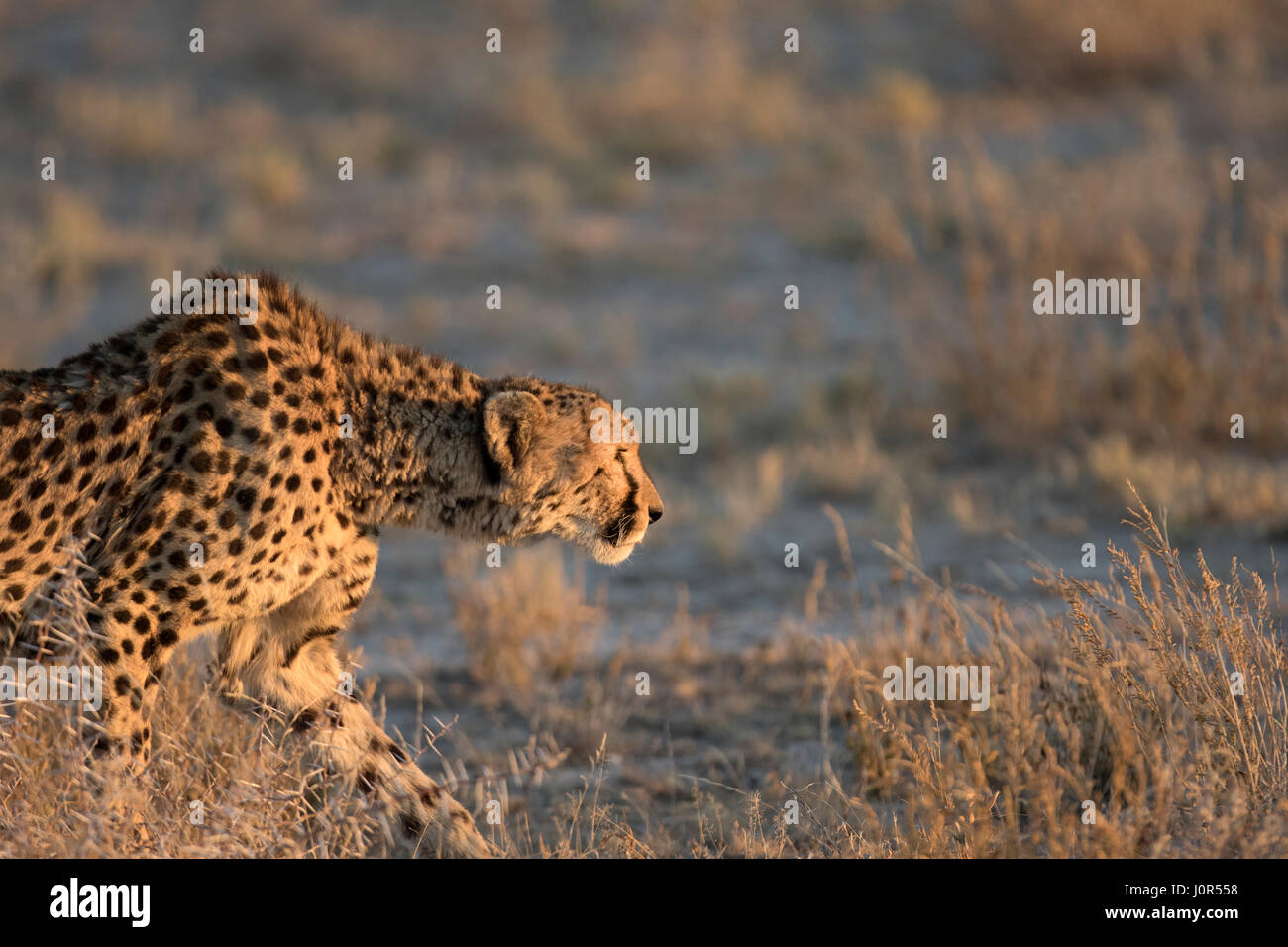 Cheetah in the morning light Stock Photo - Alamy