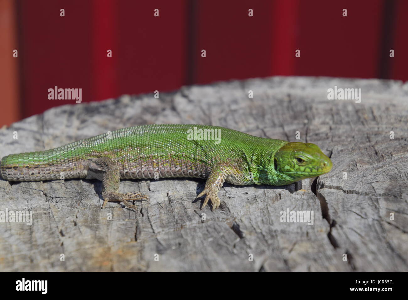 An ordinary quick green lizard. Lizard on the cut of a tree stump. Sand ...