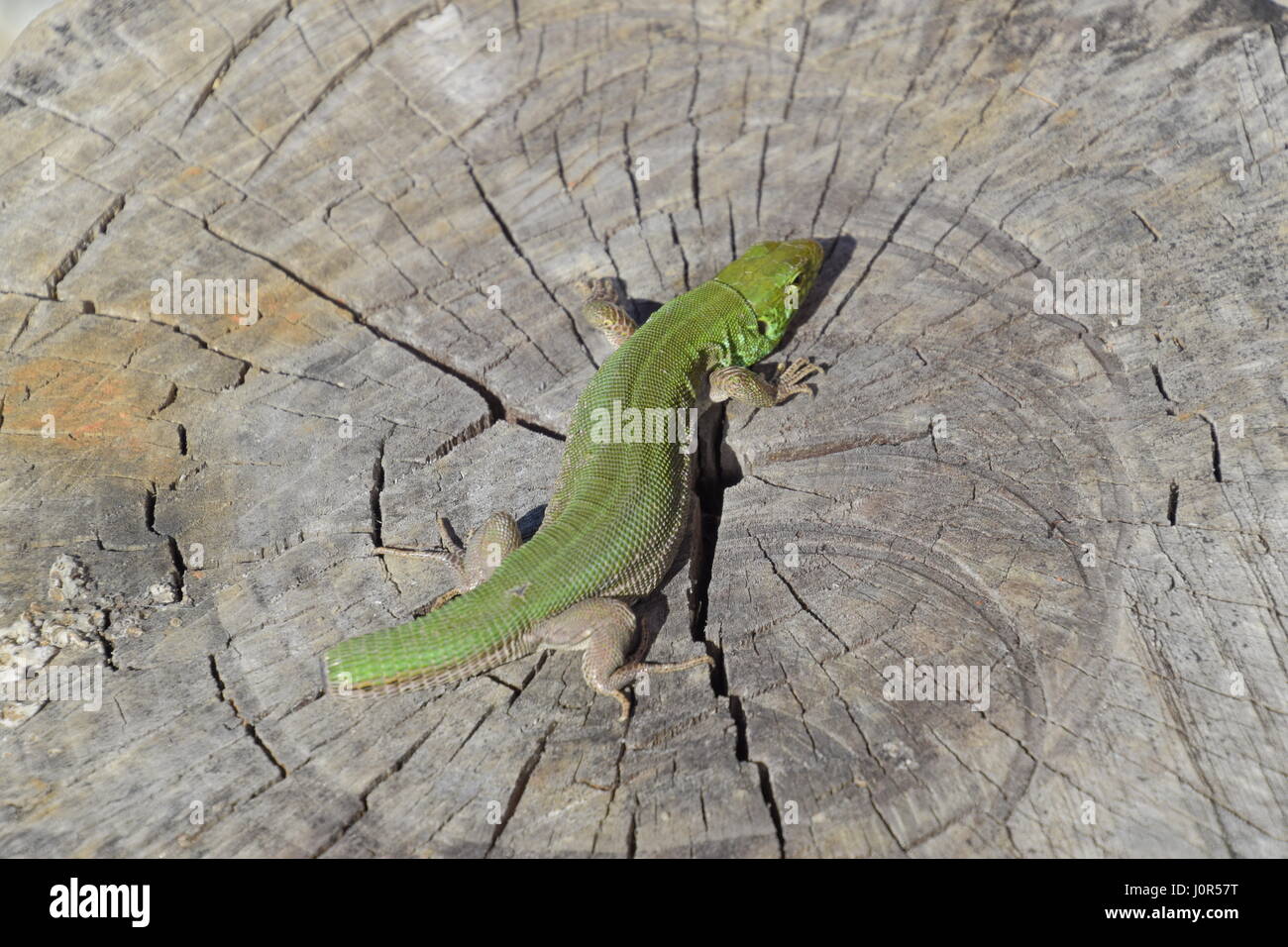 An ordinary quick green lizard. Lizard on the cut of a tree stump. Sand ...