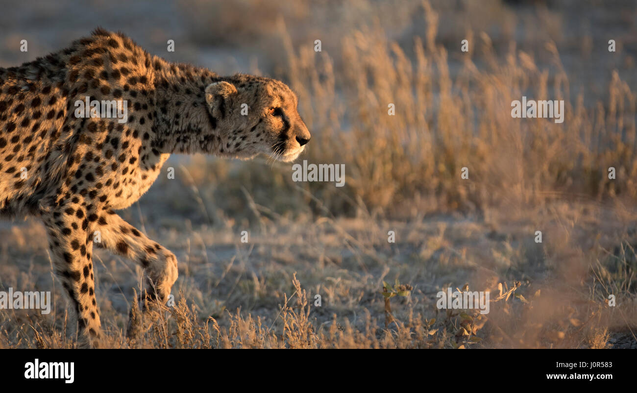 Cheetah hunting hi-res stock photography and images - Alamy