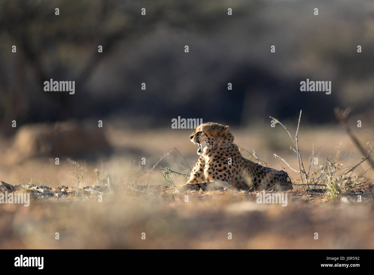 Cheetah in the morning light Stock Photo - Alamy
