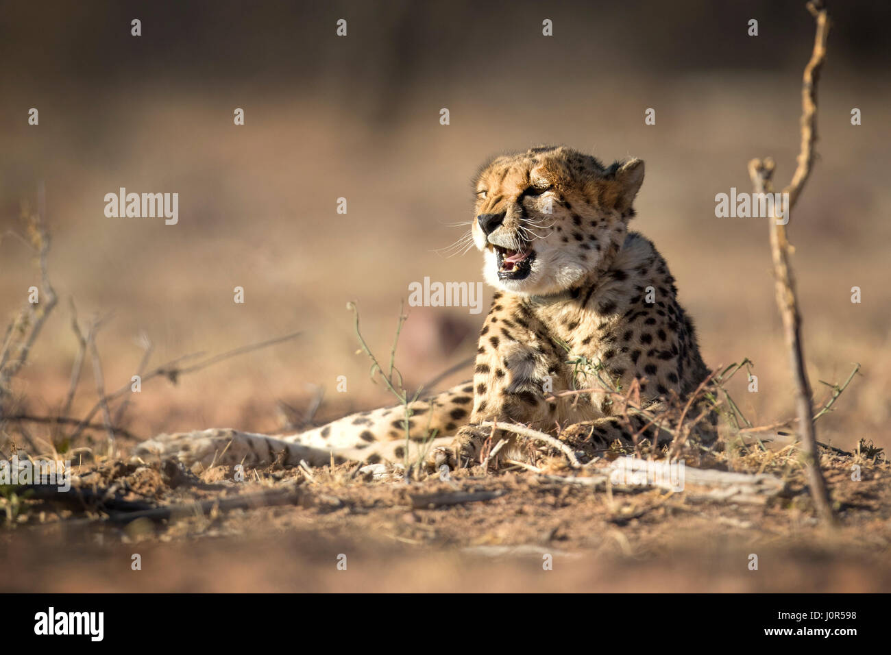 Cheetah in the morning light Stock Photo - Alamy
