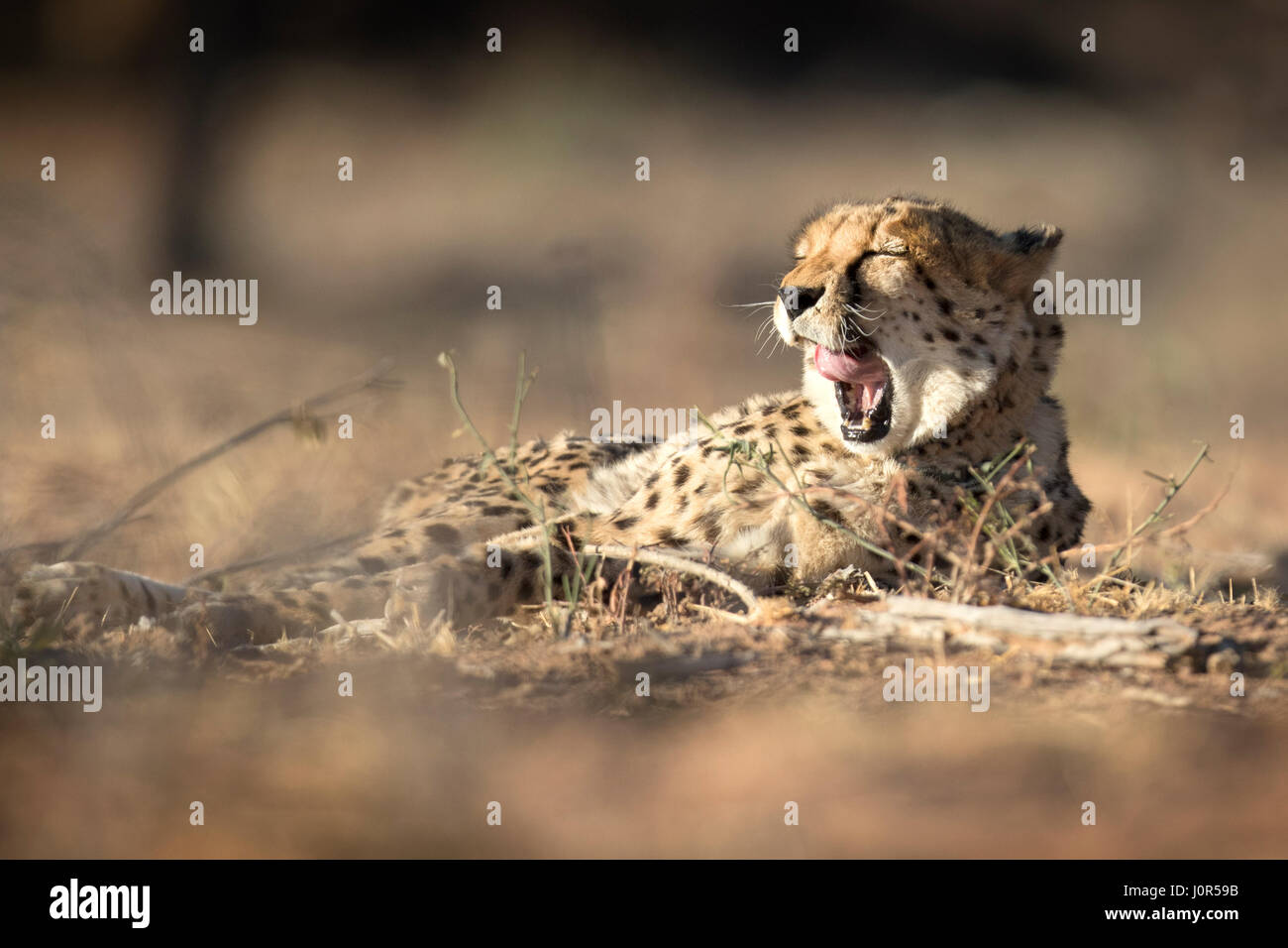 Cheetah in the morning light Stock Photo - Alamy