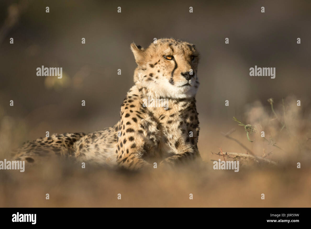 Cheetah in the morning light Stock Photo - Alamy