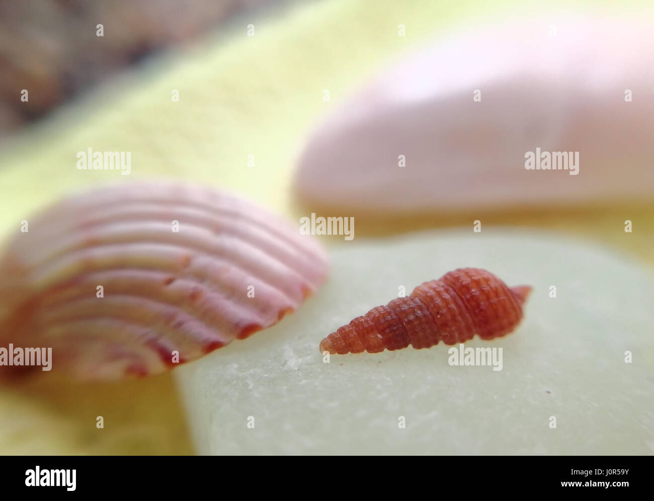 Conchshell white hi-res stock photography and images - Alamy