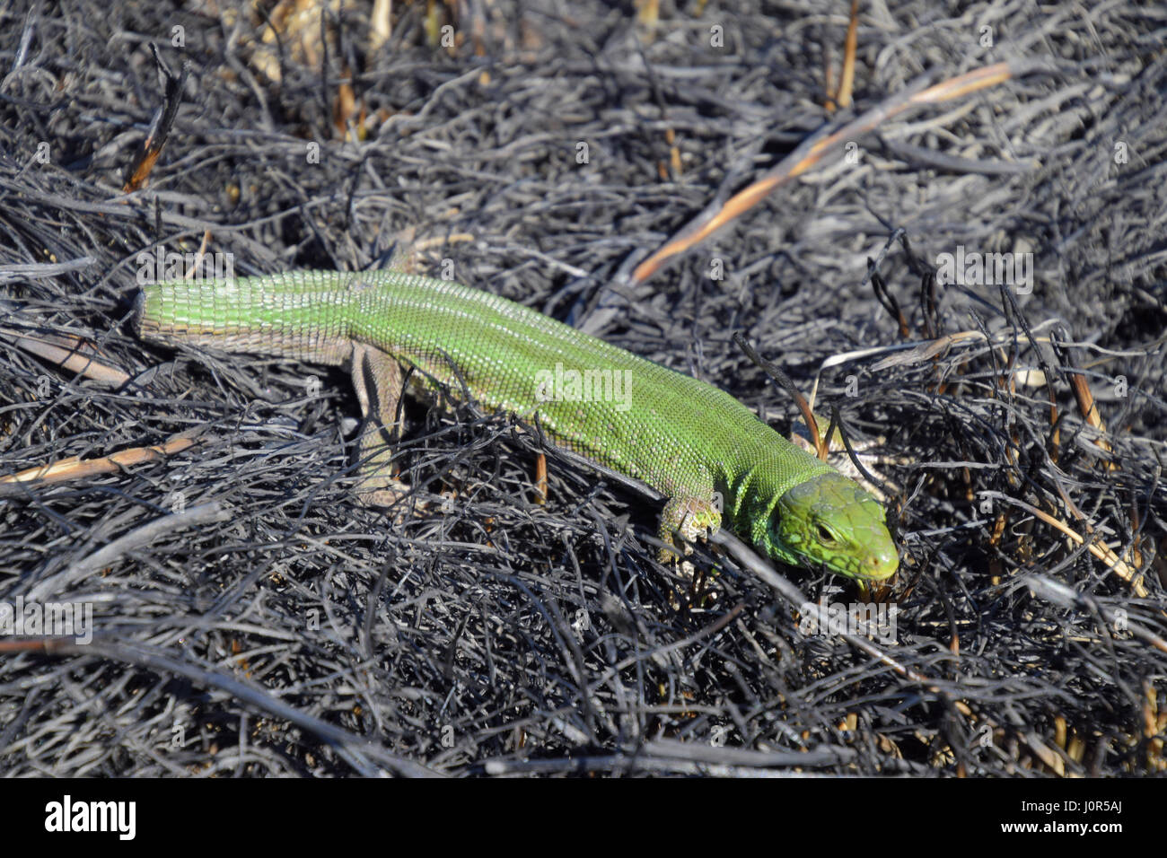 An ordinary quick green lizard. Lizard on the ground amidst ash and ash ...