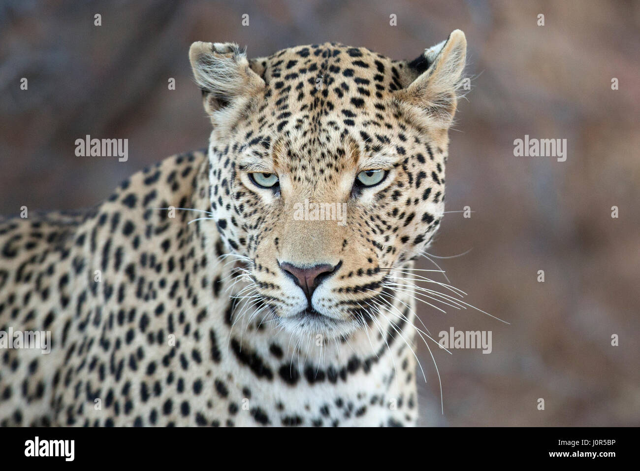 Portrait of a leopard Stock Photo - Alamy