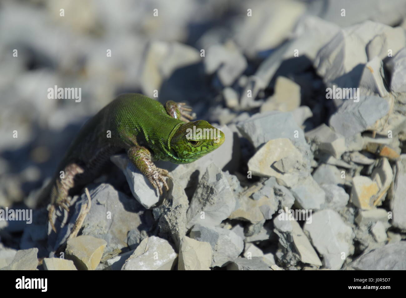 An ordinary quick green lizard. Lizard on the rubble. Sand lizard ...
