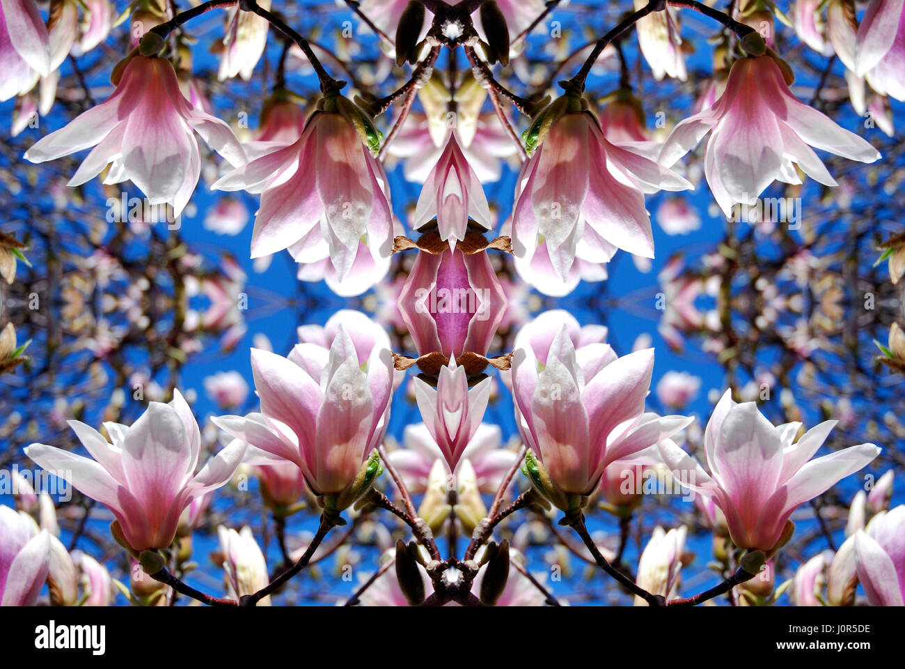Abstract image of Magnolia blooms Stock Photo - Alamy