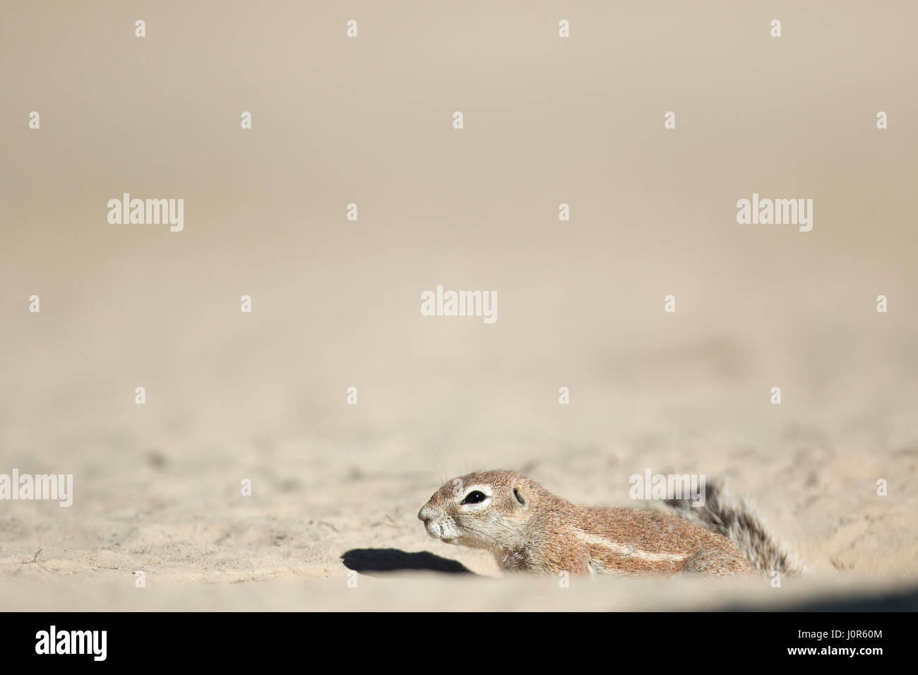 Western ground squirrel hi-res stock photography and images - Alamy