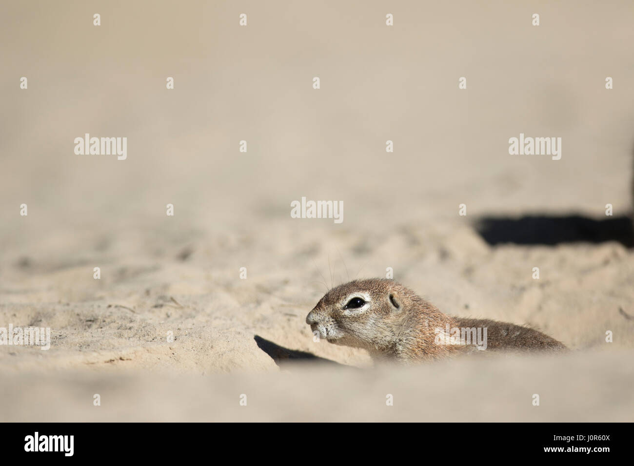 Ground squirel hi-res stock photography and images - Alamy