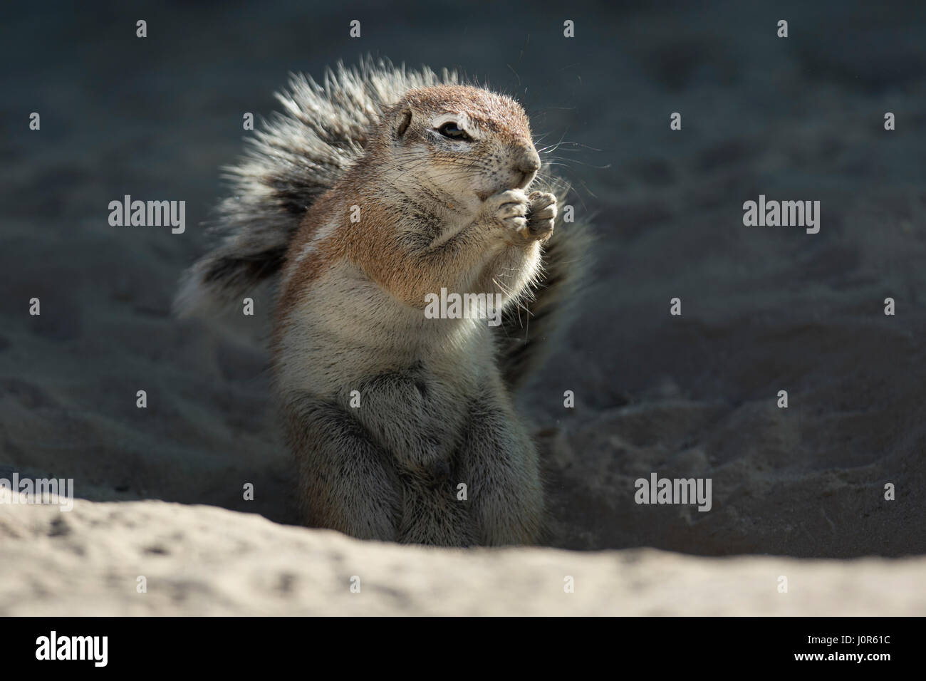 Golden ground squirrel up hi-res stock photography and images - Alamy