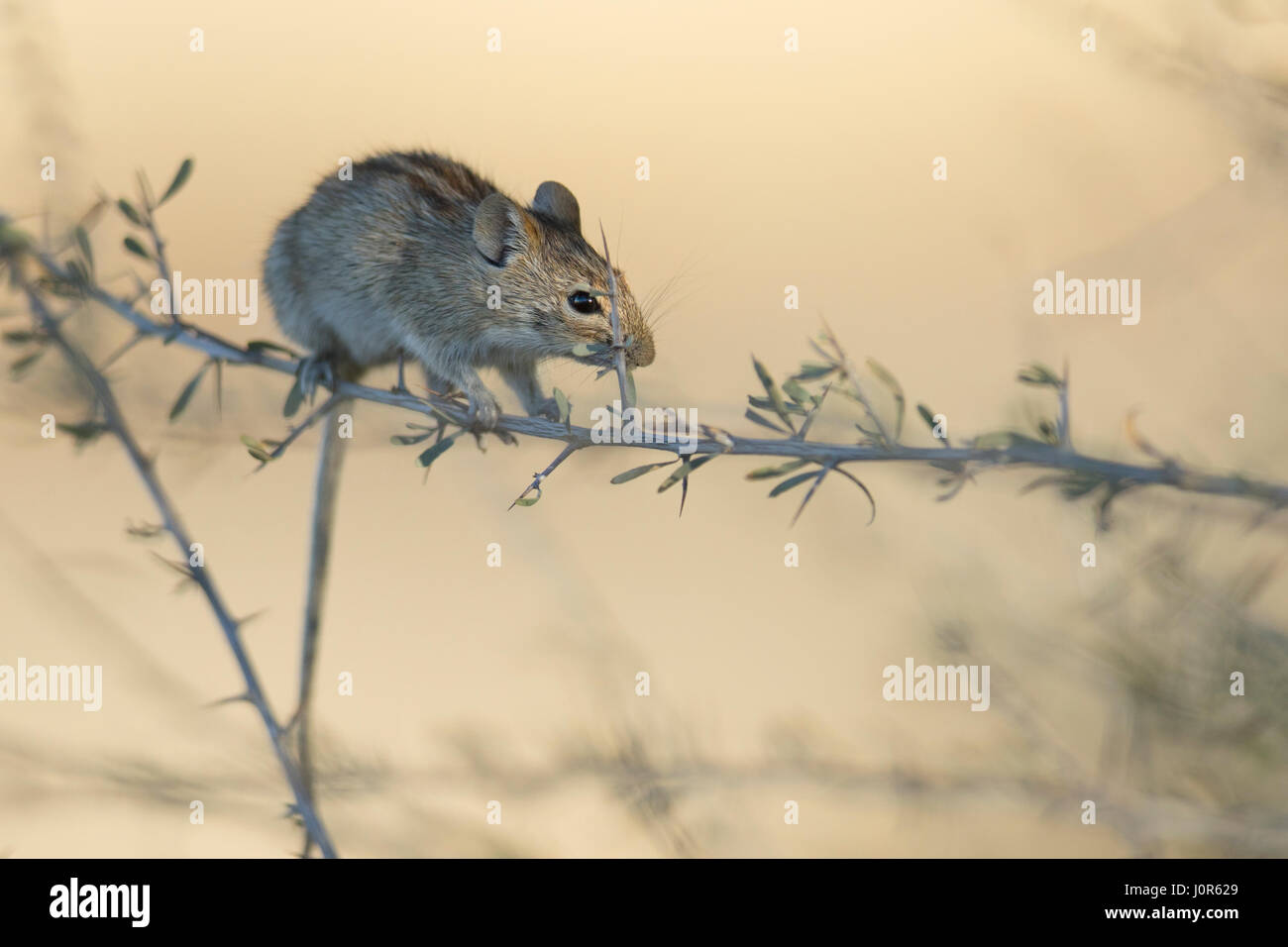 Diurnal hi-res stock photography and images - Alamy