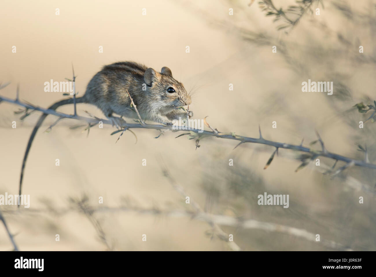 Tree mouse hi-res stock photography and images - Alamy