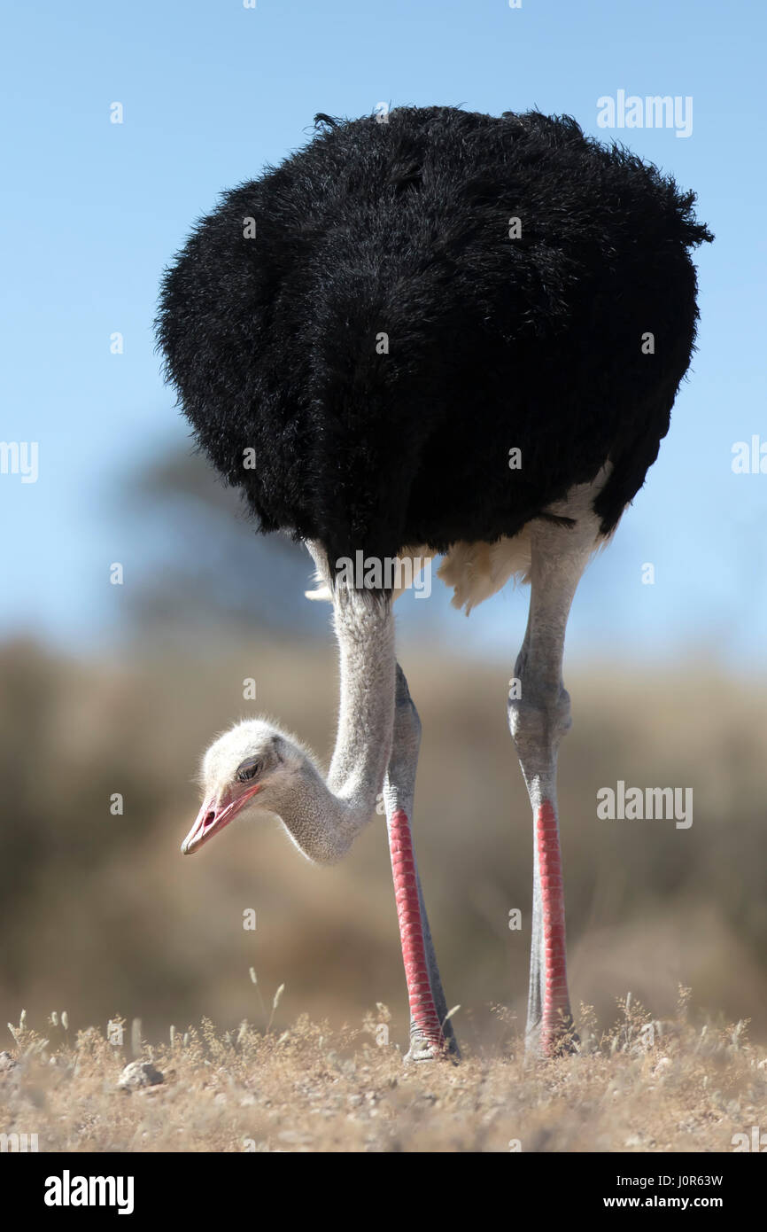 Ostrich african bird hi-res stock photography and images - Alamy