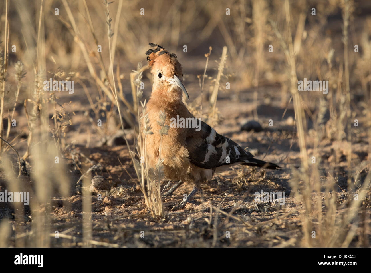 African hoopoe hi-res stock photography and images - Alamy