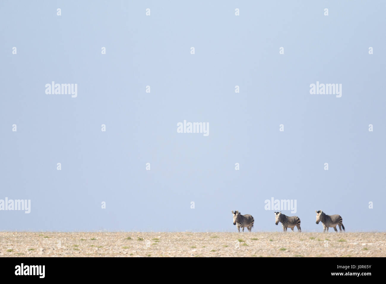 Haartmans mountain Zebra Stock Photo - Alamy