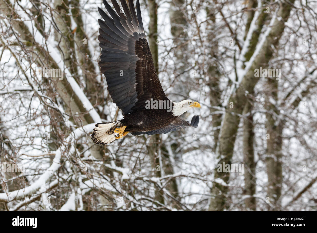 flying bald eagle at Vancouver BC Canada Stock Photo - Alamy