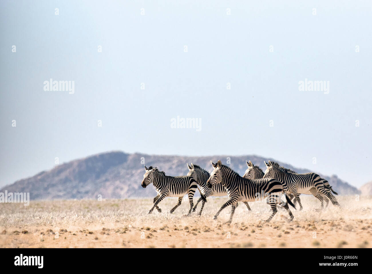 Hartmanns zebra hi-res stock photography and images - Alamy