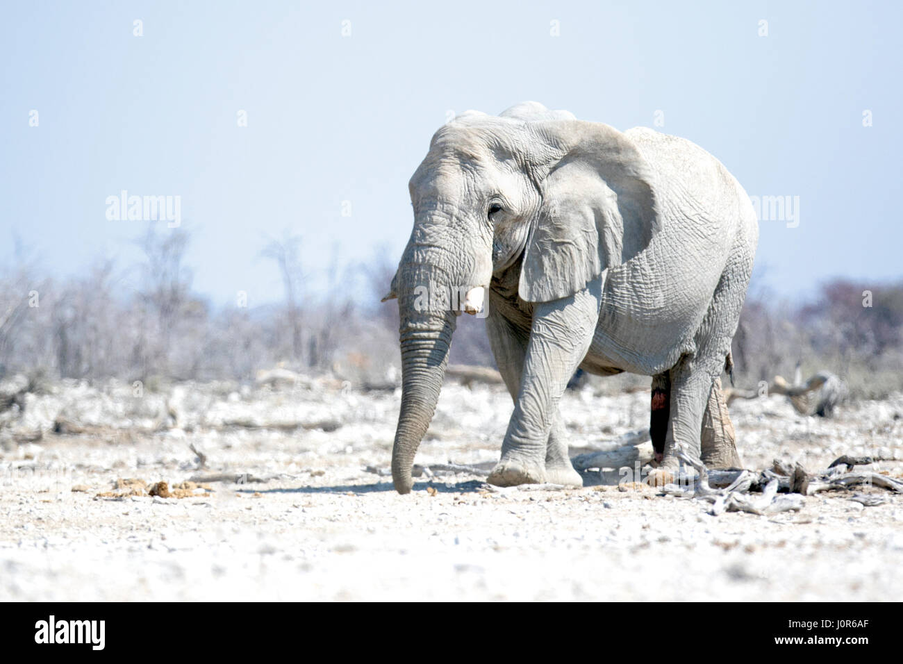 Large Bull Elephant in Namibia Stock Photo - Alamy