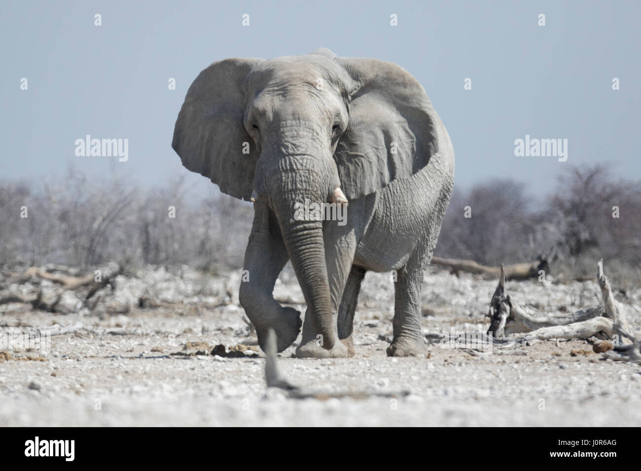 Large Bull Elephant in Namibia Stock Photo - Alamy