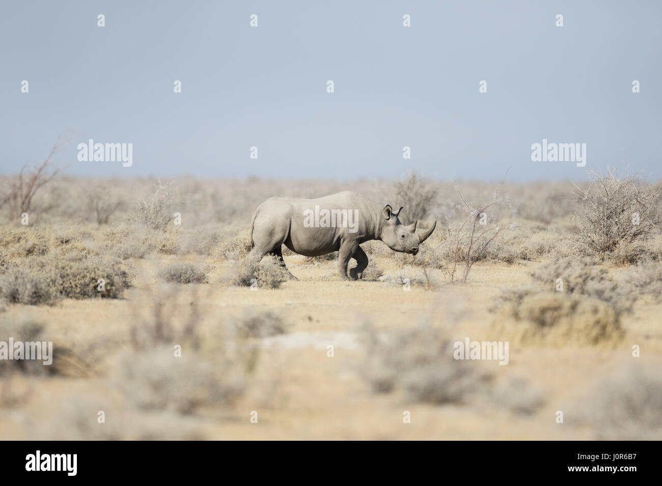 National endangered hi-res stock photography and images - Alamy