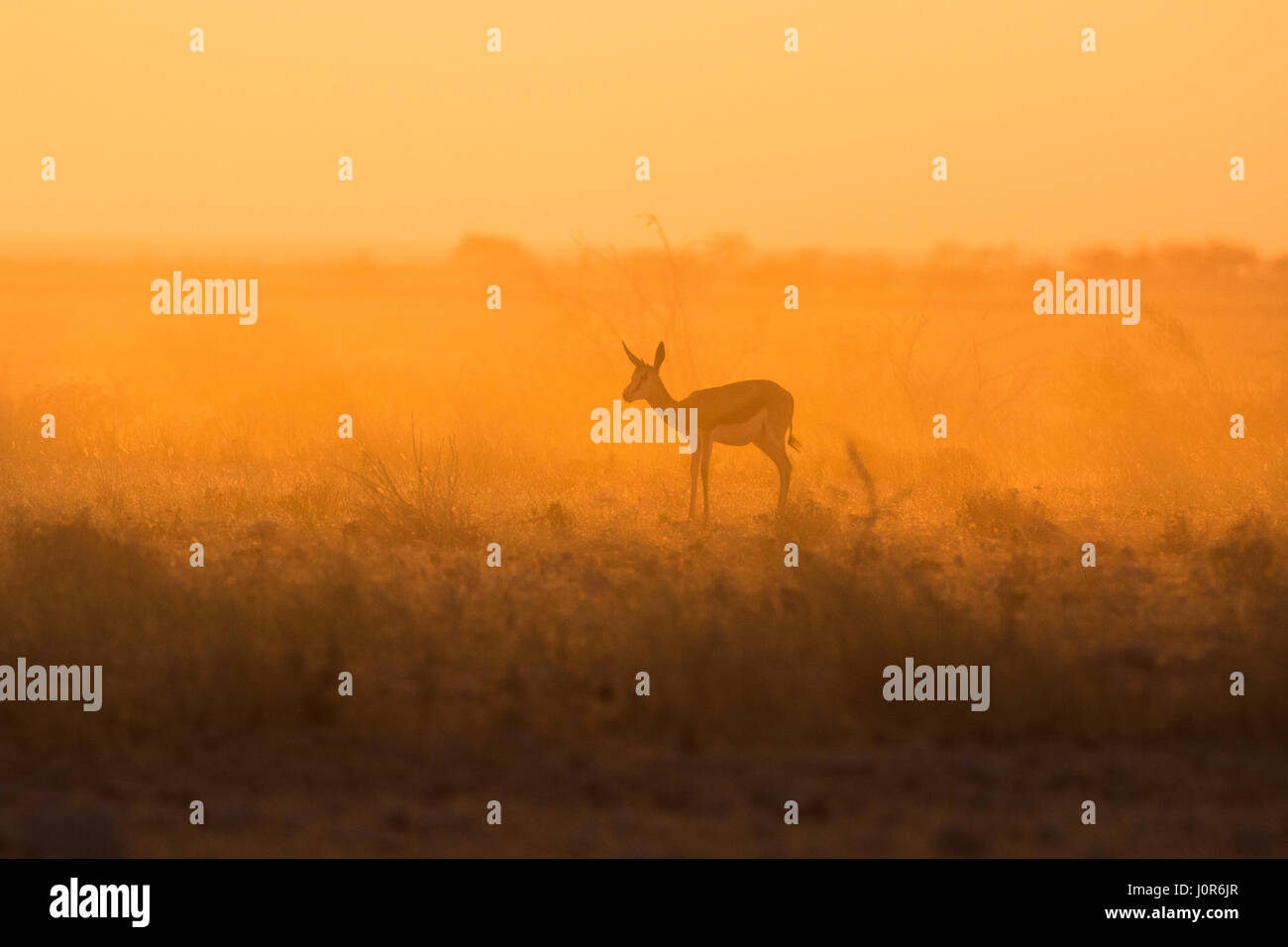 The springbok and the impala hi-res stock photography and images - Alamy