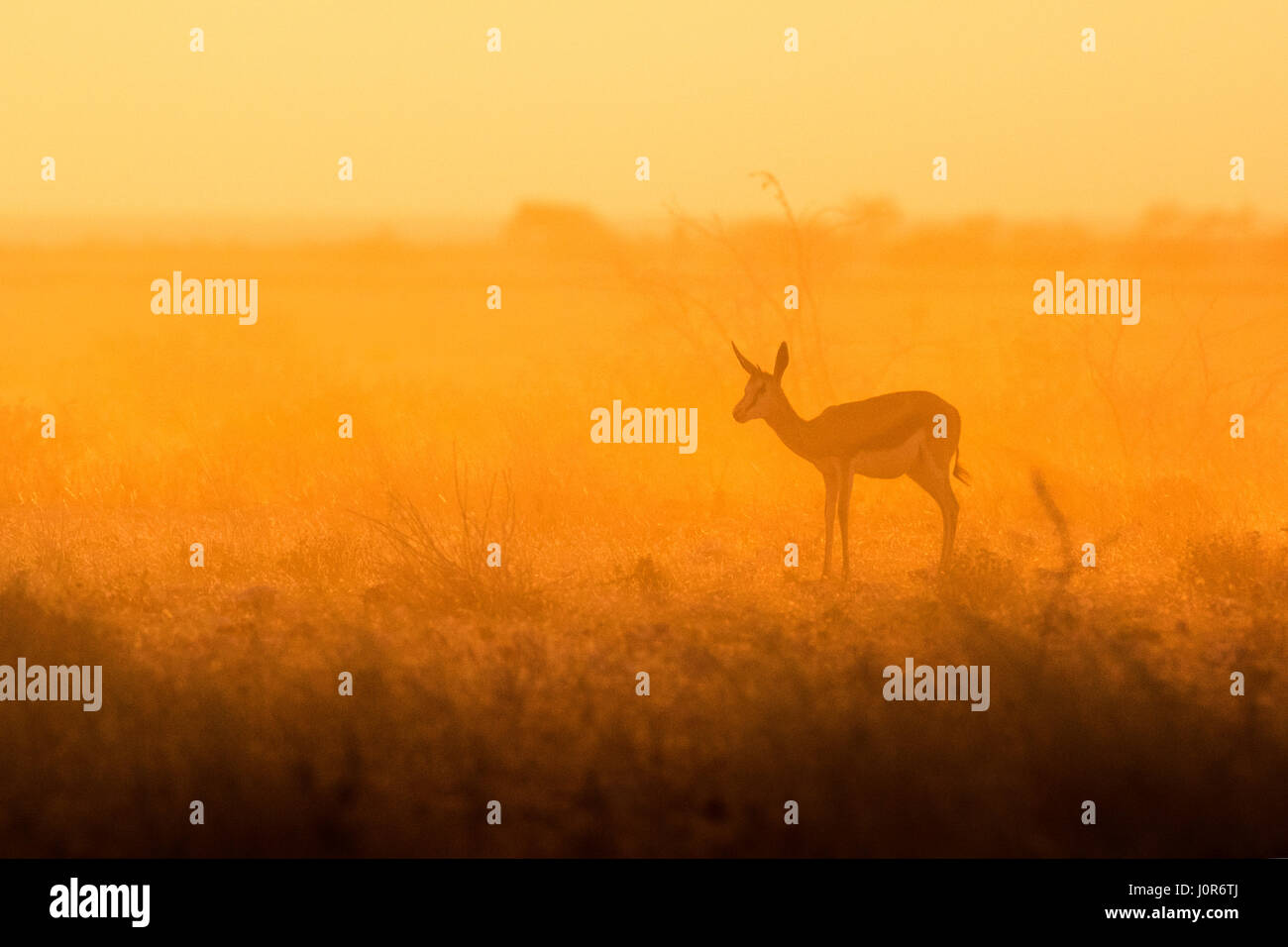 The springbok and the impala hi-res stock photography and images - Alamy