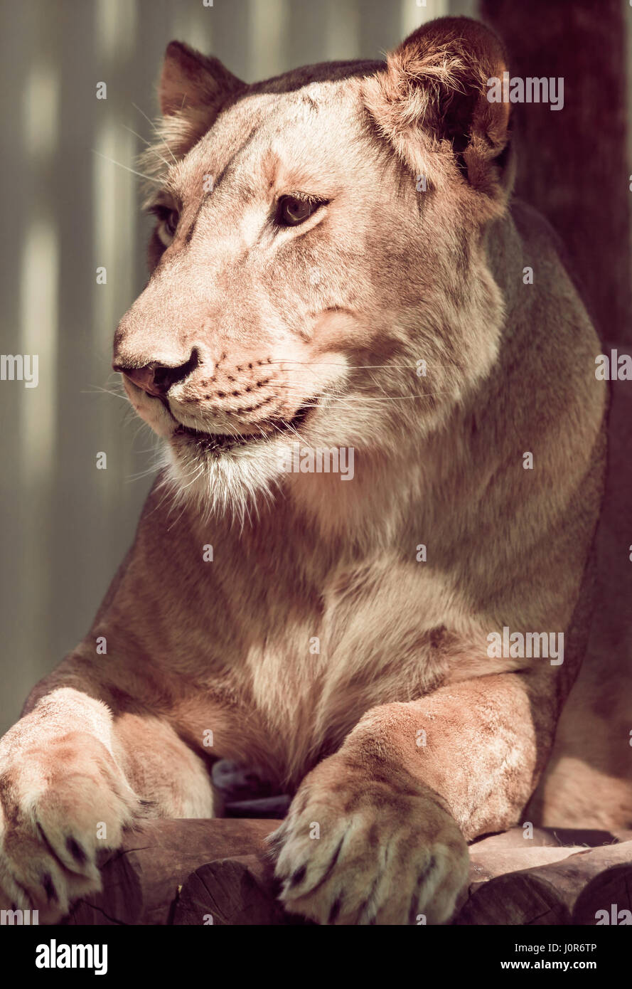 Wild animal, lying lioness closeup Stock Photo - Alamy