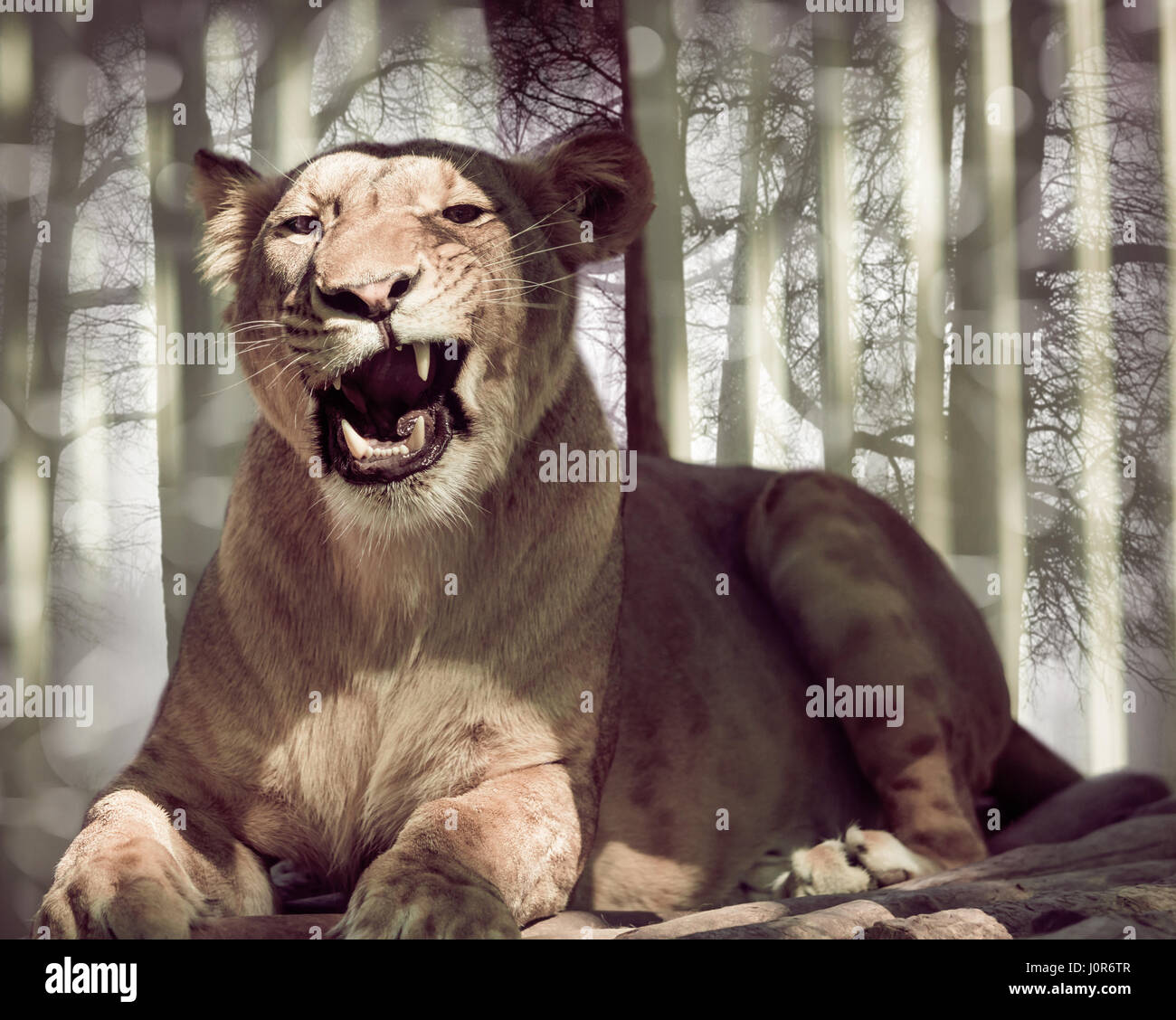 Wild animal, lying lioness closeup Stock Photo - Alamy