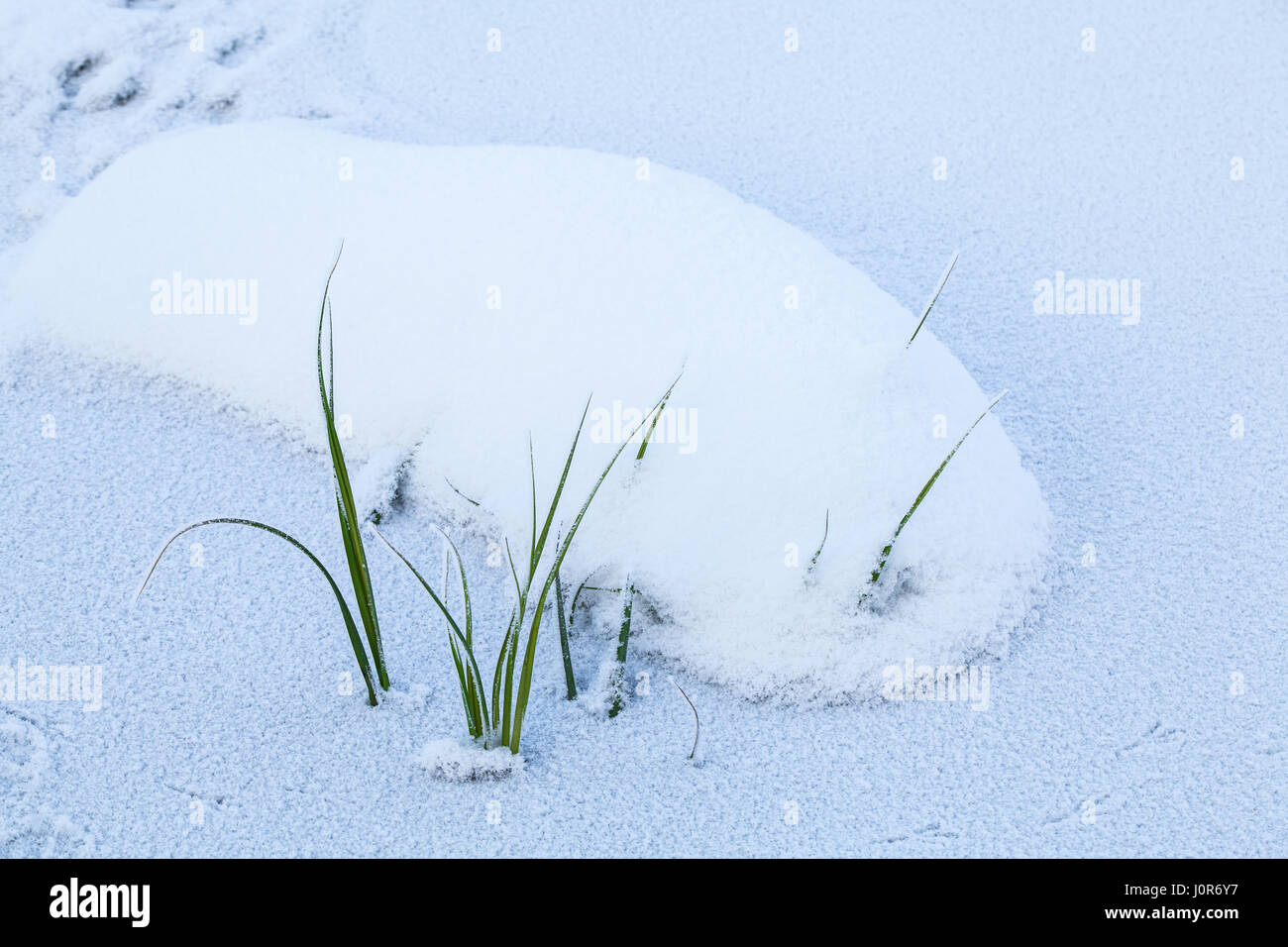 Abstract background from a natural ice and snow texture Stock Photo - Alamy