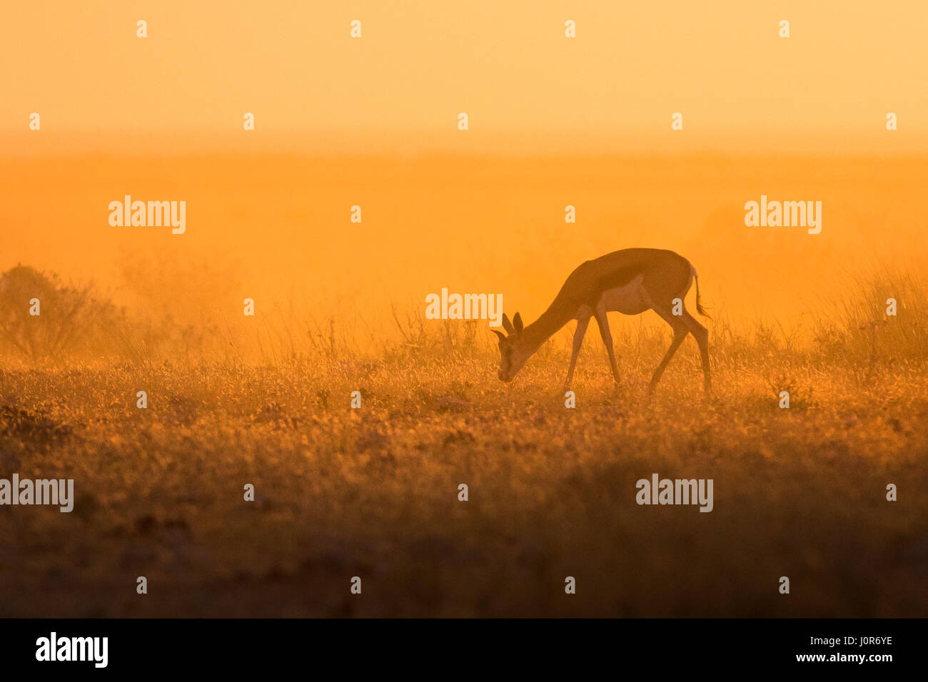 The springbok and the impala hi-res stock photography and images - Alamy