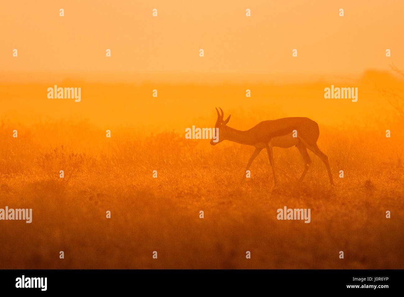 The springbok and the impala hi-res stock photography and images - Alamy