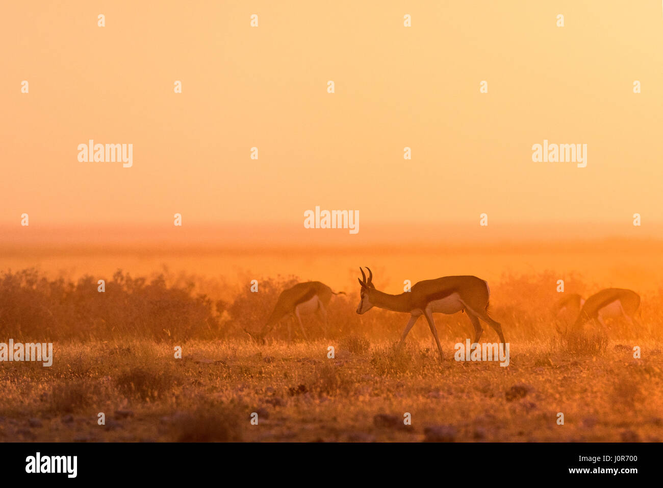 The springbok and the impala hi-res stock photography and images - Alamy