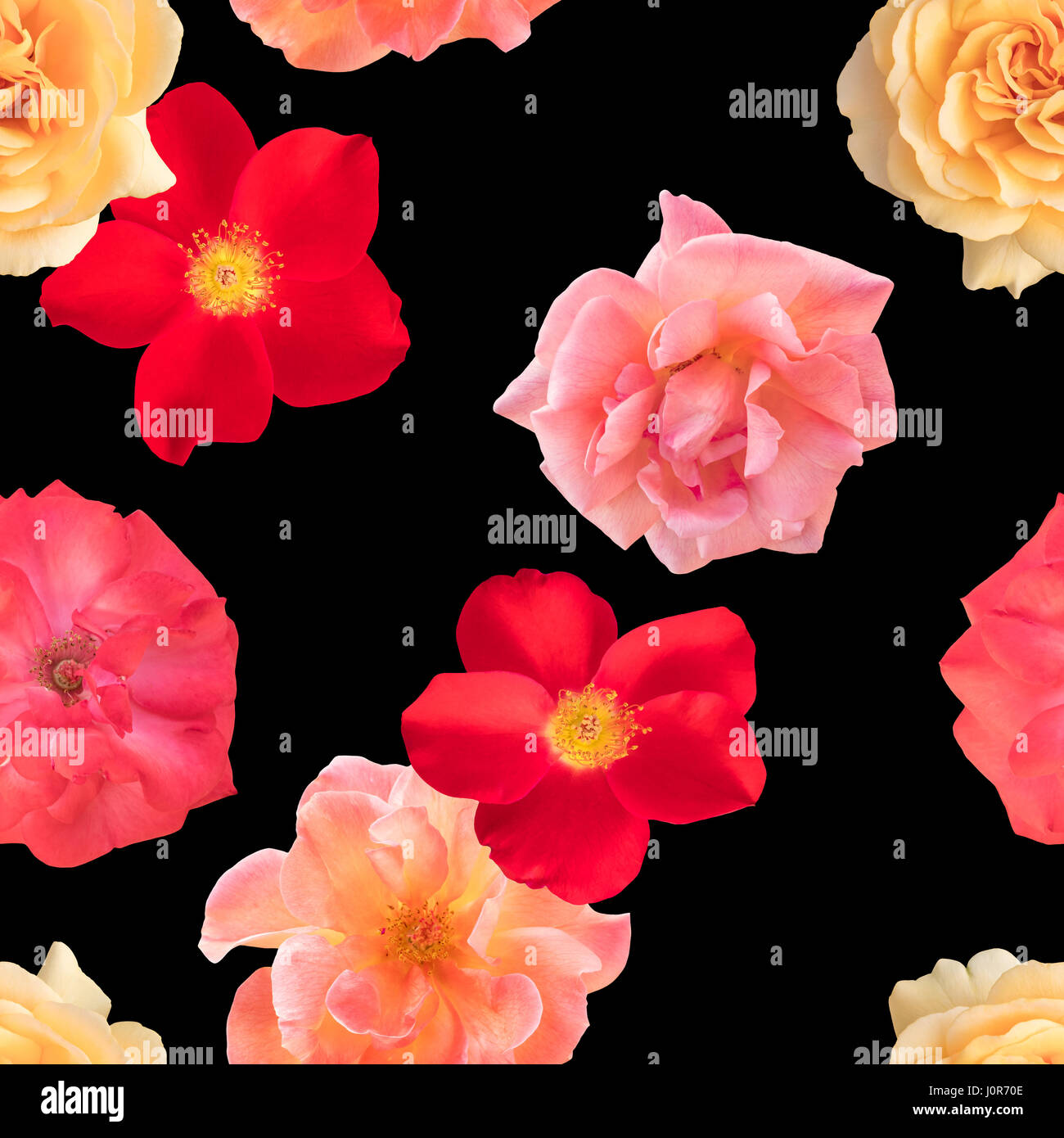 A seamless background pattern with photos of pink, red, and yellow rose ...