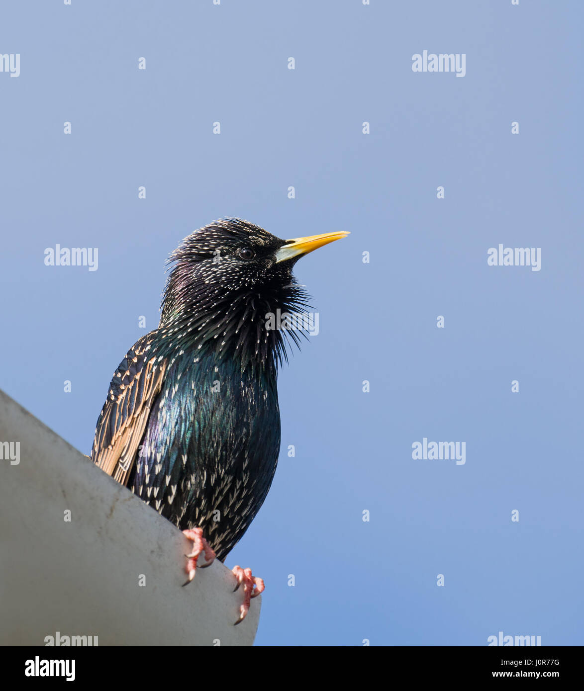 Starling in breeding plumage hi-res stock photography and images - Alamy