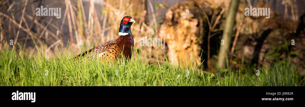 Horizontal photo of single male pheasant with nice color feathers who ...