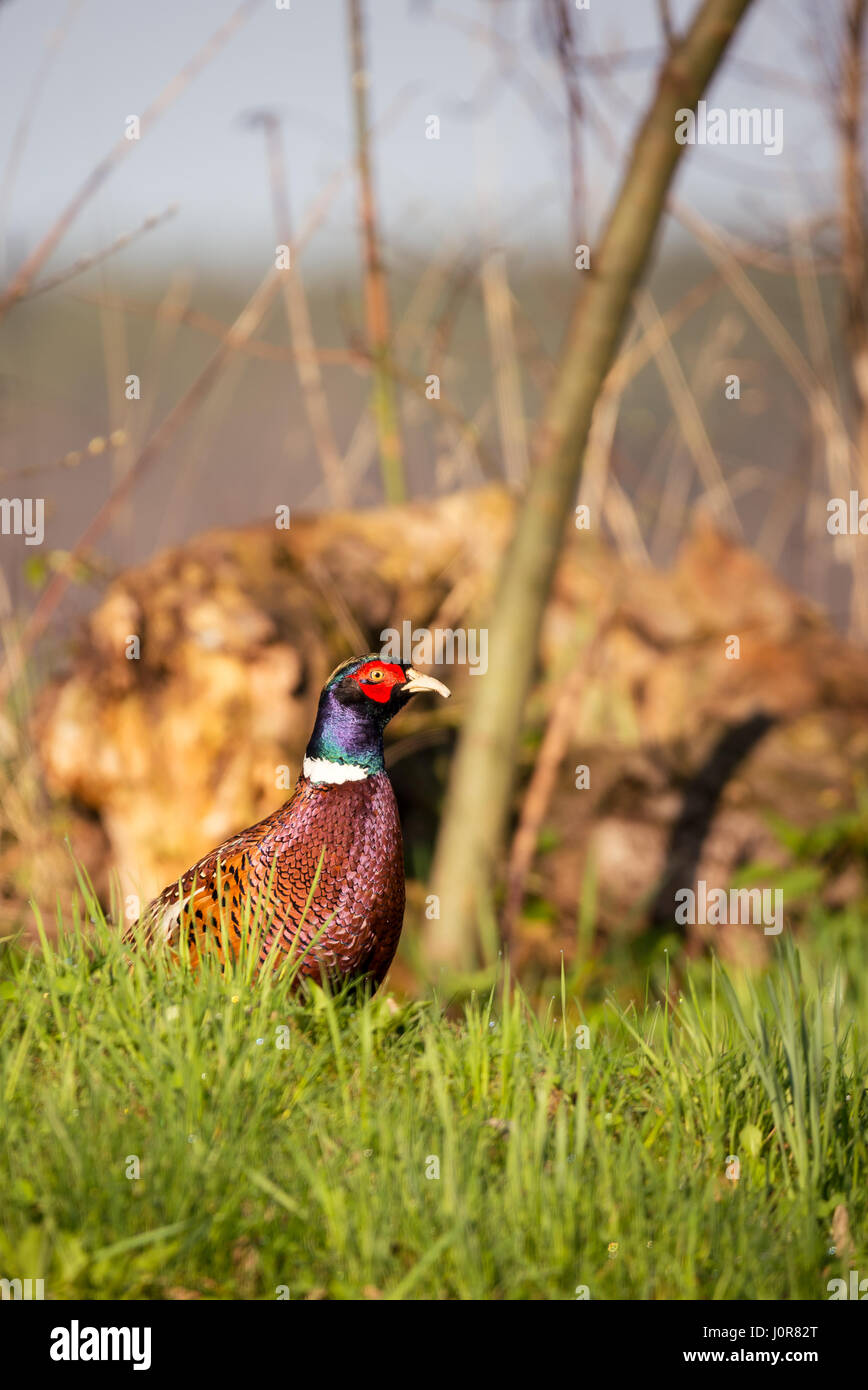 Vertical photo of single male pheasant with nice color feathers who is ...