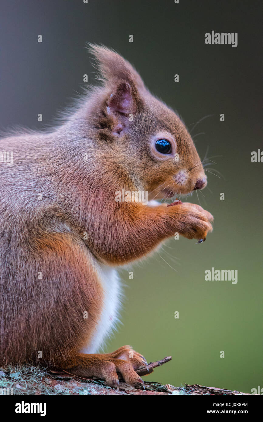 Close up profile of Red Squirrel (sciurus vulgaris) sitting on a log ...