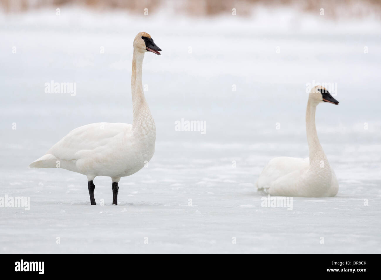 Trumpeter Swans / Trompeterschwaene ( Cygnus buccinator ), pair of ...