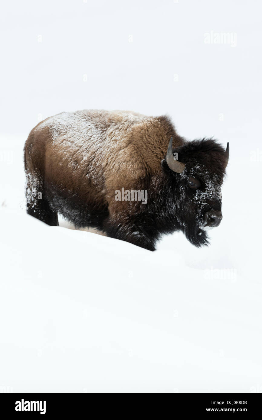 Side view bison american buffalo hi-res stock photography and images ...