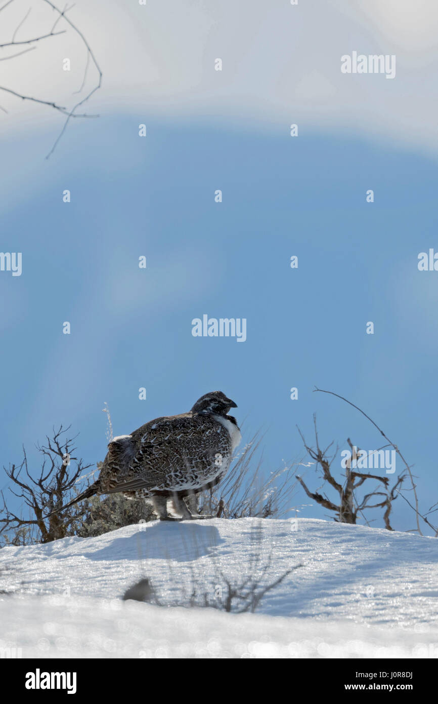 Greater Sage Grouse / Beifusshuhn ( Centrocercus urophasianus ), adult ...