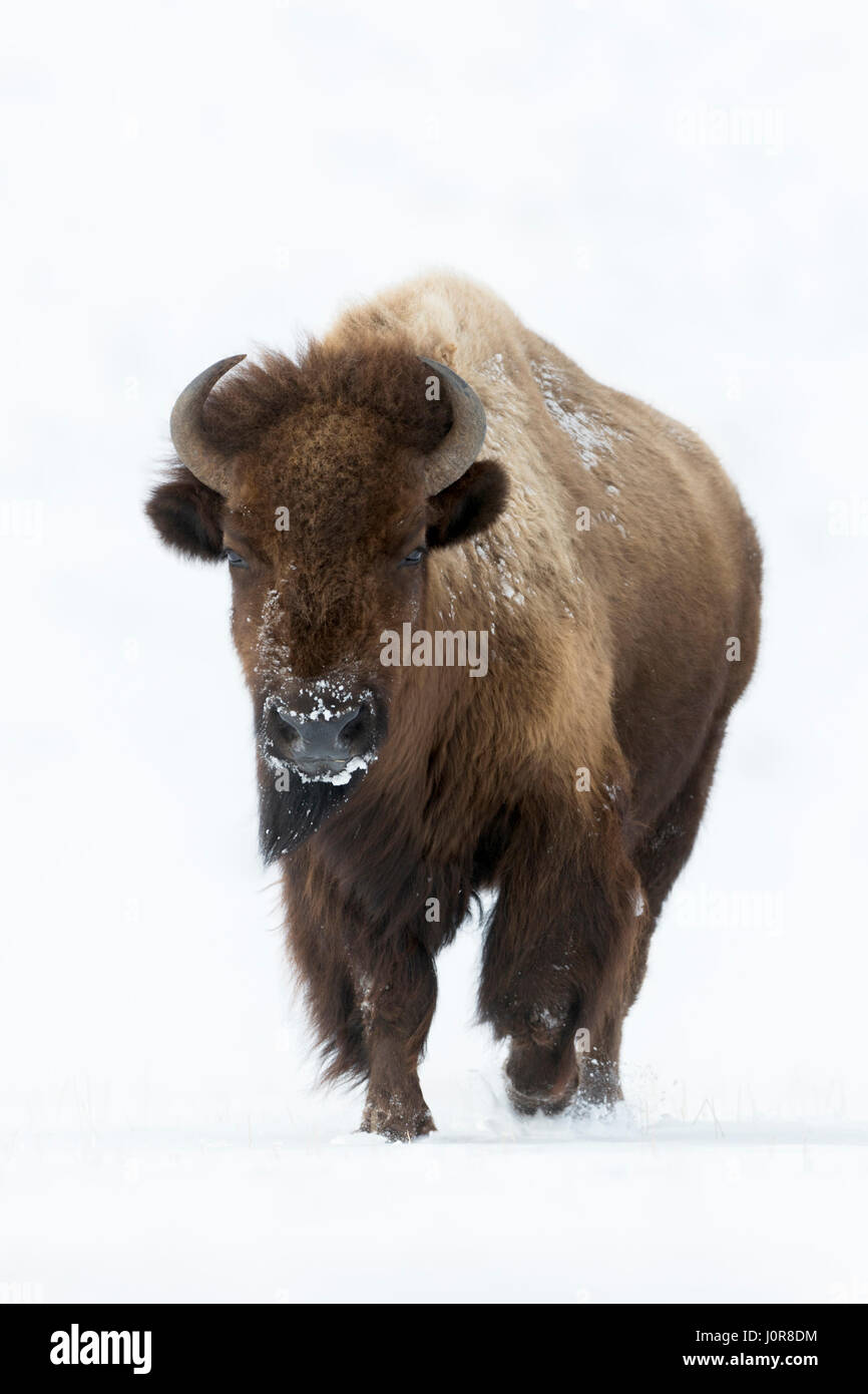 American bison / Amerikanischer Bison ( Bison bison ), female adult in ...