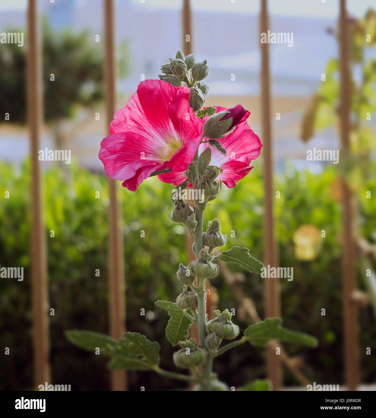 Flower Plants amazing look Stock Photo - Alamy