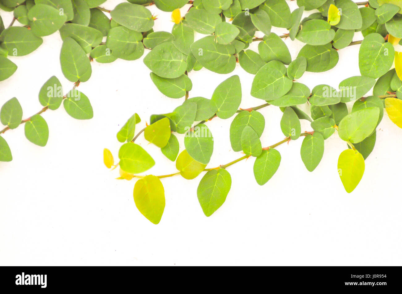 Tridax procumbens,Coatbuttons or Mexican daisy plant Stock Photo - Alamy